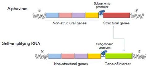 Self Amplifying Rna Synthesis Rna Boc Sciences