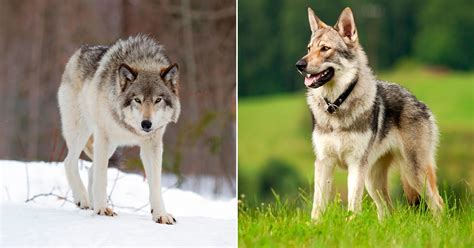 Una Por Una Cuáles Son Las Principales Semejanzas Y Diferencias Entre