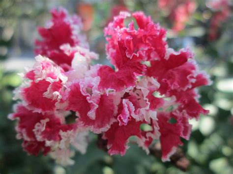 картинки : цвести, цветок, лепесток, парк, ботаника, сад, Розовый ...