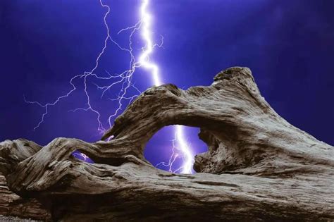 Trees In The World Most Struck By Lightning Environment Buddy