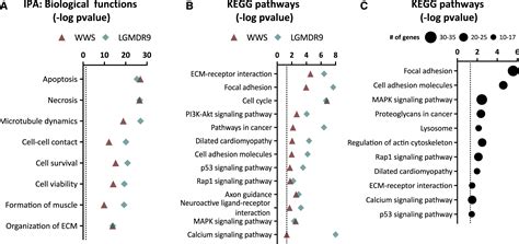 Defective Autophagy And Increased Apoptosis Contribute Toward The