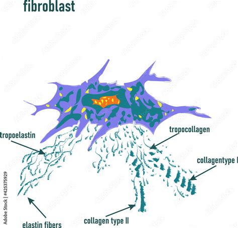 Fibroblast Is A Dermis Cell Structure Of Fibroblast Cell Detailed Structure Of Human