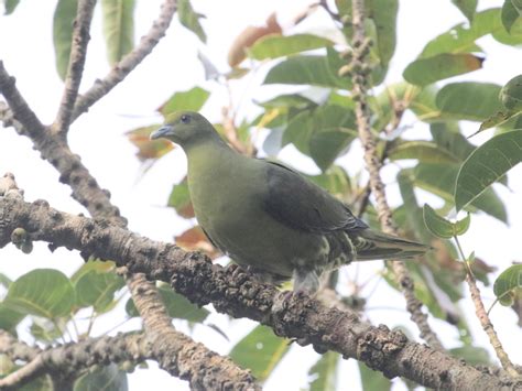 2023年4月12日 ズアカアオバト頭赤青鳩 留鳥 鹿児島