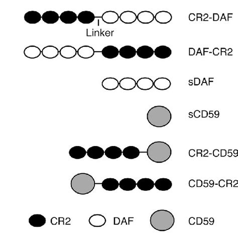 Pdf Complement Receptor 2 Mediated Targeting Of Complement Inhibitors To Sites Of Complement