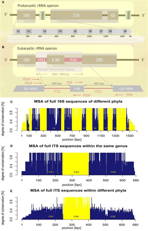 Schematic Representations Of Rrna Operons And Their Variability