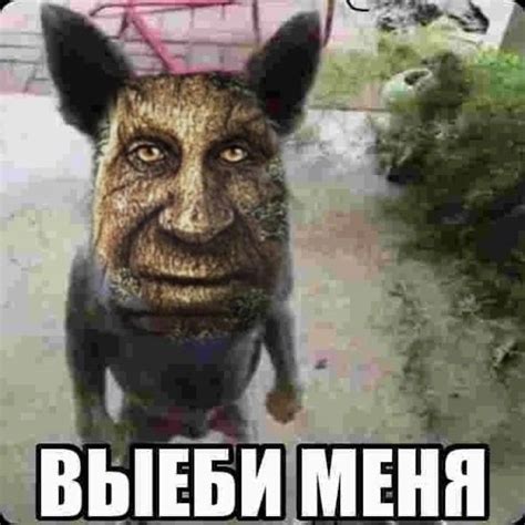 Мудрое дерево Веселые мемы Христианские мемы Смешные фотографии спорта