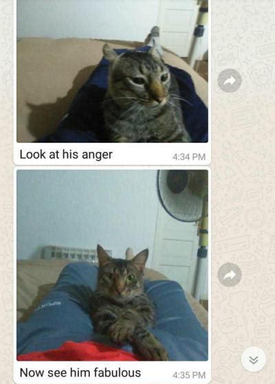 my brother sent me this photo of his cat and i m g tumbex