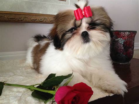 Собака шитцу с розой обои для рабочего стола картинки фото