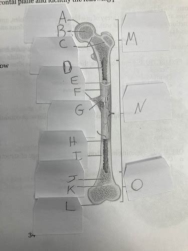 A P Lab Practical 2 Labeling Practice Set To Definition First Flashcards Quizlet