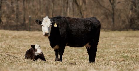 Fetal Programmings Past Present And Future Beef Center