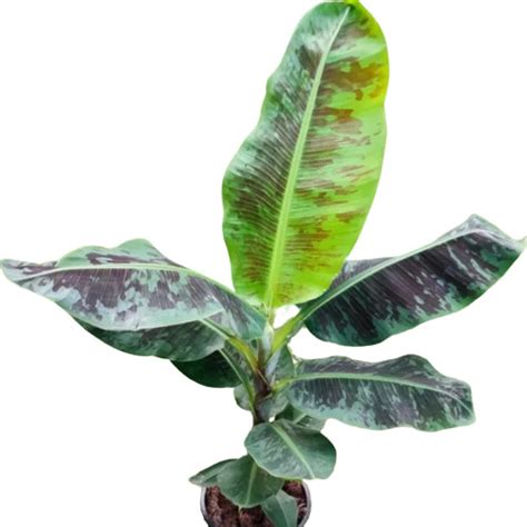 Musa Nana T Rpe Term Ban N Cm Magass G