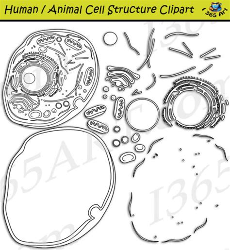 Human Cell Structure Clipart Set Download Clipart 4 School