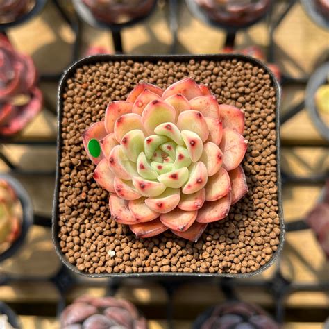 Echeveria Rachel Mundy X Black Queen Hybrid 2 Flower Village Orig True Succulents Plant Co