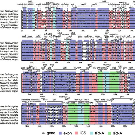 sequence similarity plot among the eight papaveroideae chloroplast