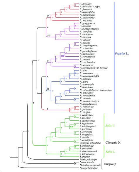 Phylogenetic Tree Reconstructions Of Populus Using Bayesian Inference Download Scientific