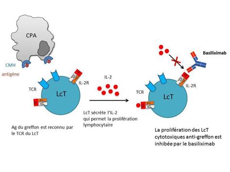 Mecanismo De Acción Del Basiliximab