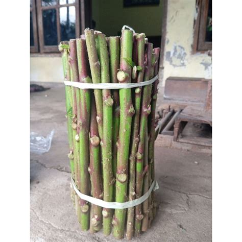 Jual Singkong Papua Muda Super Panjang 20 Cm Per 10 Batang Shopee Indonesia