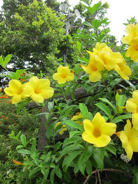 アリアケカズラ有明葛 沖縄事典 あじまぁ