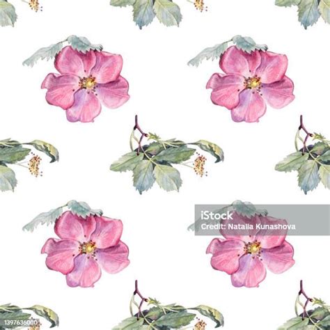 이음새가 없는 무늬 수채화 꽃 개가 흰색 배경에 올랐습니다 녹색 잎과 야생 분홍색 장미 엉덩이가있는 손으로 그린 여름 가지 스티커 차 벽지 포장지 포장 섬유 주방을위한 식물