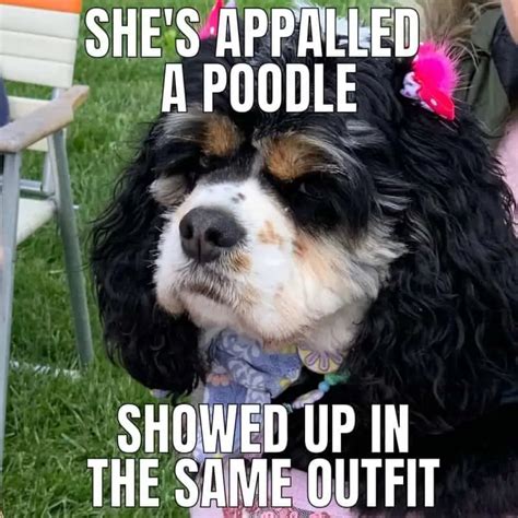 50 Cocker Spaniel Memes To Make You Bol Fidose Of Reality
