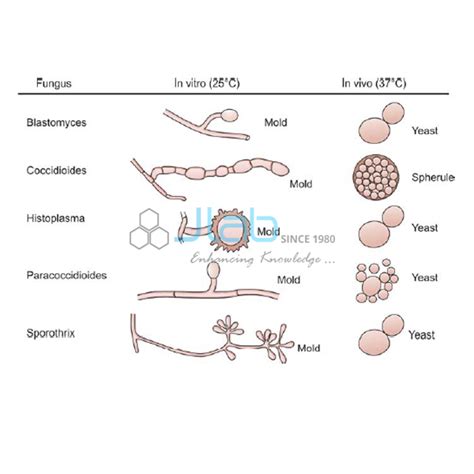 Fungi Classification