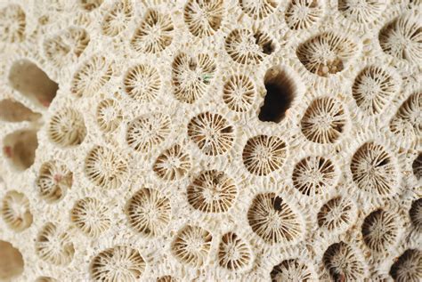 Free Images Sea Pattern Material Circle Invertebrate Reef Textile Art Design Cnidaria