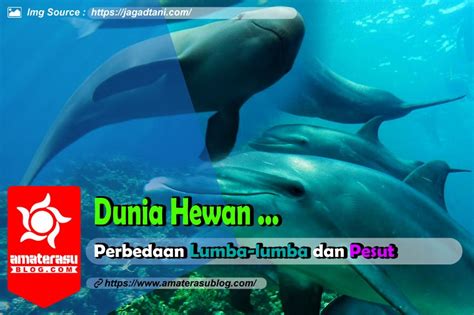 √ Perbedaan Lumba Lumba Dan Pesut Yang Perlu Anda Ketahui