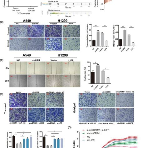 Proposed Working Model Of Circular Rna Circcrim1 In Lung Adenocarcinoma