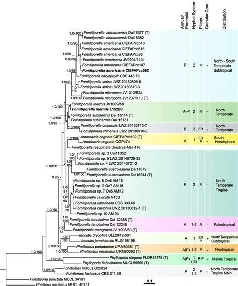 phylogram generated from nuc rdna its 28s combined sequence data with