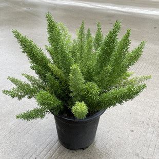 狐尾天门冬盆栽植物庭院花园阳台绿植四季常青花卉九尾狐易养 阿里巴巴