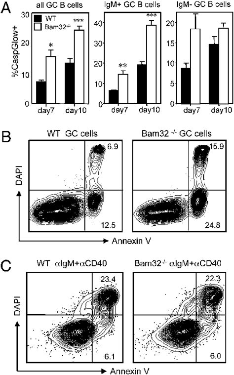 Bam32 Deficiency Leads To Increased Gc B Cell Apoptosis A At 7 Or 10 Download Scientific