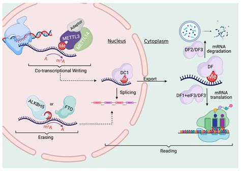 The Methionine Code Infinome Blog