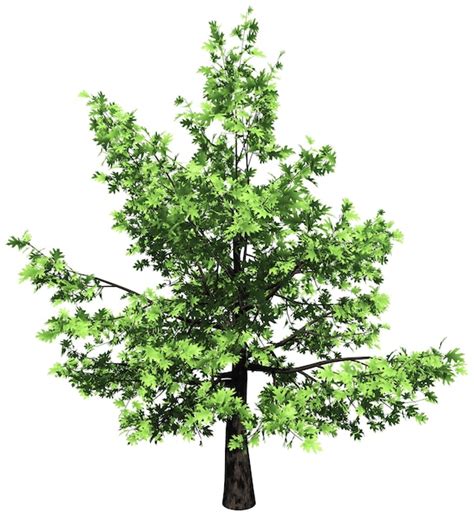 Premium Photo Oak Tree Isolated