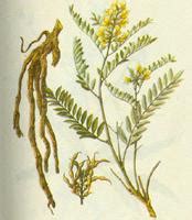 苦豆子苦豆子的功效与作用中药苦豆子苦豆子是什么苦豆子的用法用量a医学百科