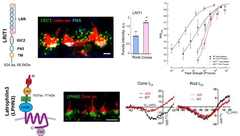 Synaptic Specificity And Diversity Yuchen Wang Laboratory