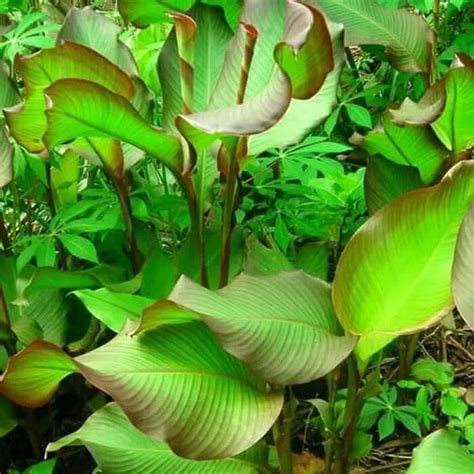 Jual Umbi Ganyong 1kg Segar Shopee Indonesia