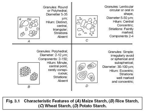 Starch Corn Starch Potato Starch Rice Starch Wheat Starch Amylum
