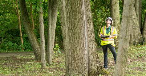 What Can Urban Tree Canopy Analysis Tell You Davey Tree