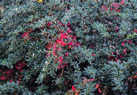 Осенние барбарисы - посадка, уход и размножение растений дома