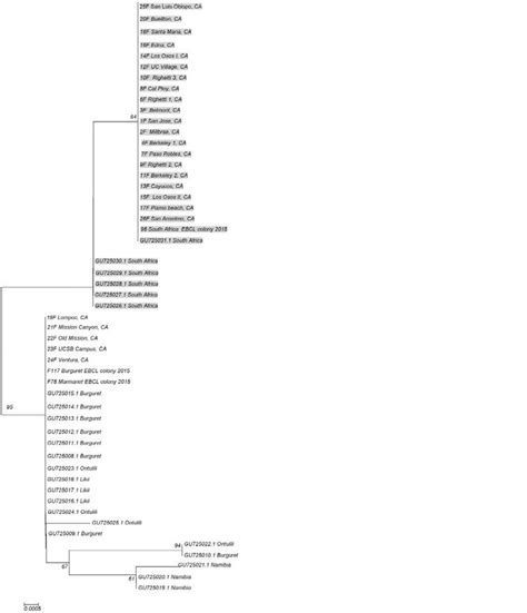 61 Unrooted Phylogenetic Tree Based On Co1 Download Scientific
