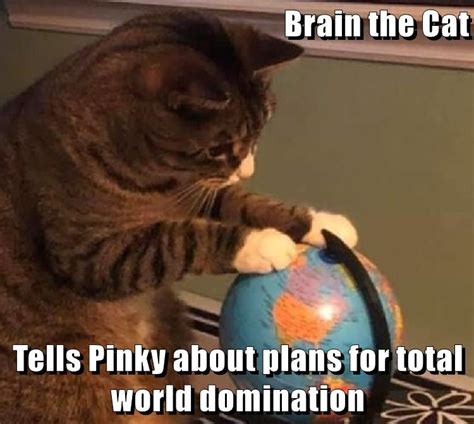 Brain The Cat Lolcats Lol Cat Memes Funny Cats Funny Cat