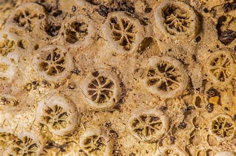 Scientists Discover The Oldest Skin Fossil