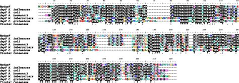 Multiple Sequence Alignment Showing Comparative Structural Analysis Of