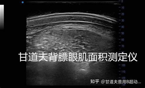 种猪背膘厚度眼肌面积怎么测量图像怎么分析猪用b超背膘仪实践操作 知乎