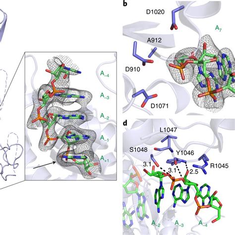 Model For The Recognition Of The Intrinsic Poly A Structure By Pan2 Download Scientific