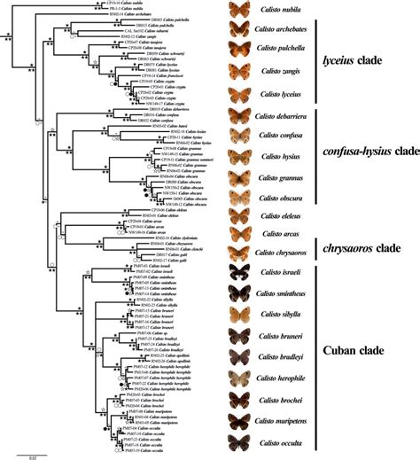 Bi Consensus Phylogeny Using The Combined Dataset Partitioned By Gene Download Scientific