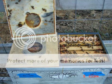 Mini Mating Nuc Beesource Beekeeping Forums