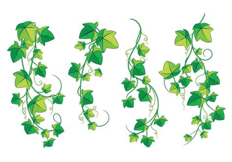 Ivy Border Vector Art Icons And Graphics For Free Download