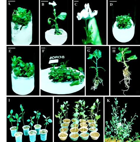 Effect Of Growth Regulators On Micropropagation And Regeneration Of P Download Scientific