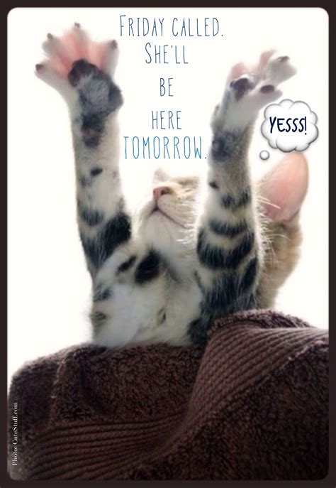 Funny Cat Memes For Thursday Funny Area Memes